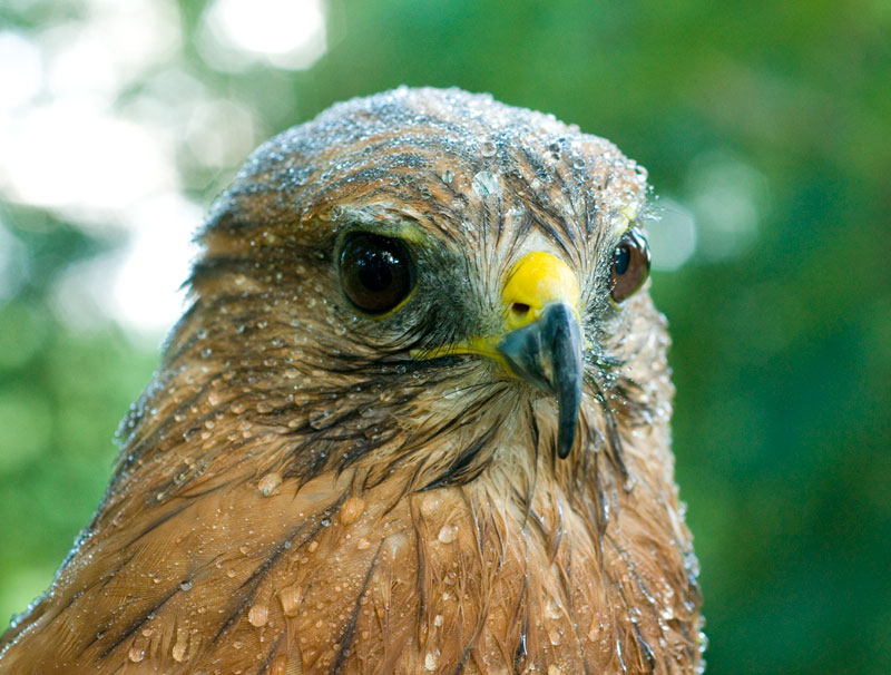 Identify - The Talon Trust The Talon Trust